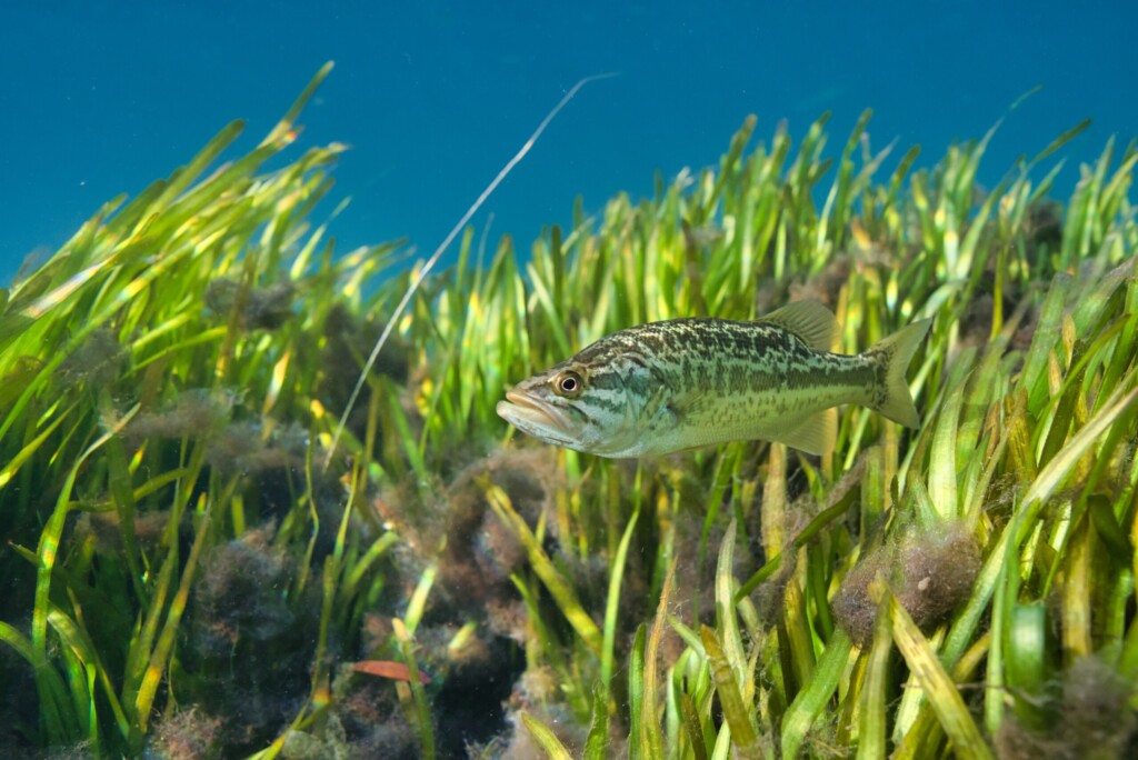 St. Johns Riverkeeper studies dying river grasses | Jacksonville Today