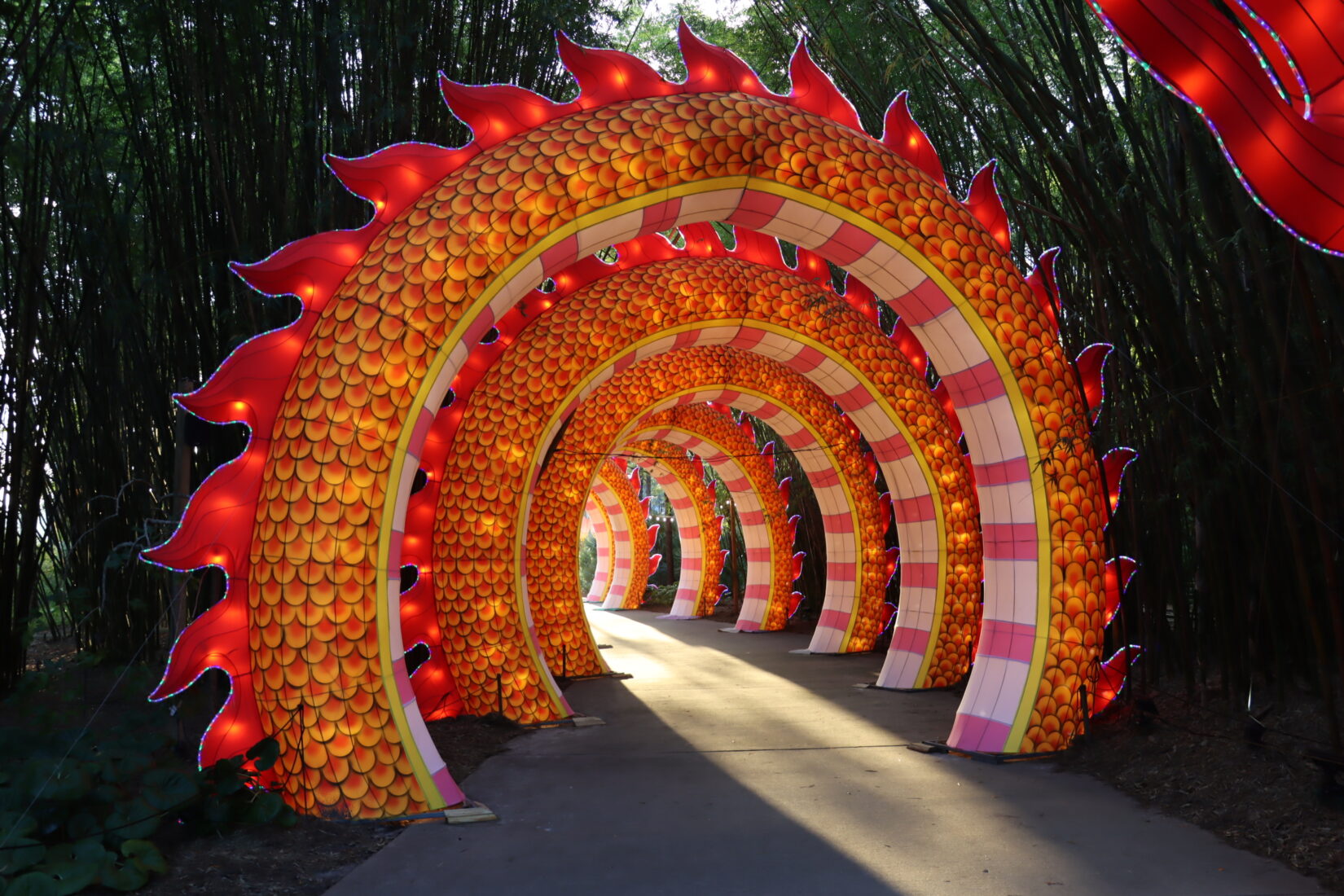 Glowing dragons and pandas will brighten ZOOLights | Jacksonville Today