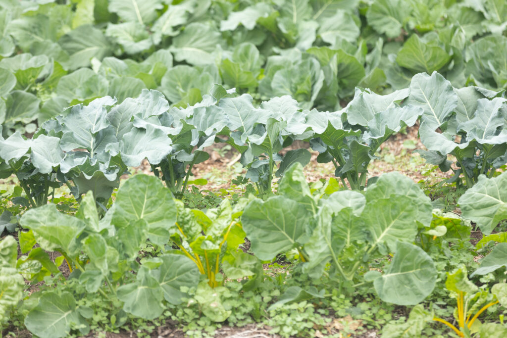 Eartha’s Farm & Market brings agribusiness to Northwest Jacksonville ...