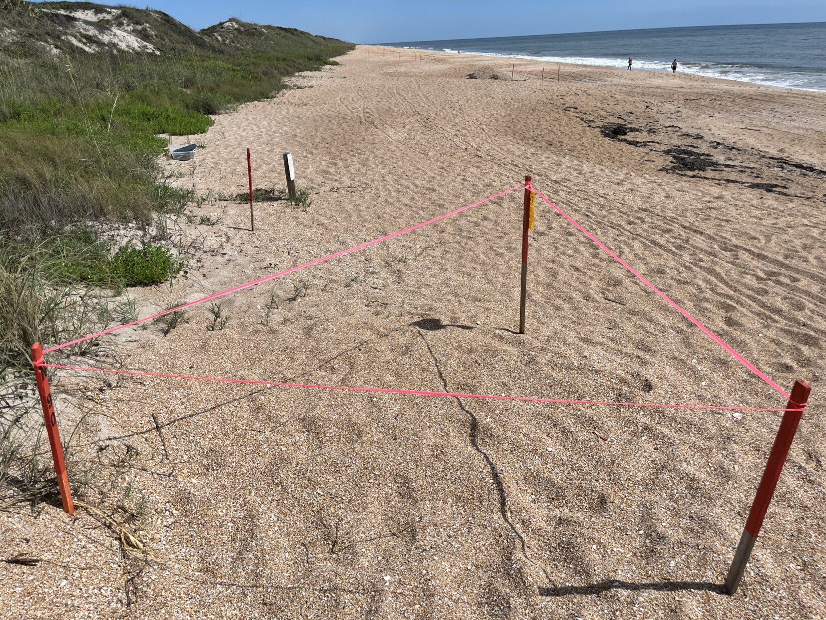Volunteer researchers unlock secrets of nesting sea turtles ...