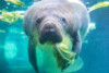 Florida manatees won’t be listed as endangered species | Jacksonville Today