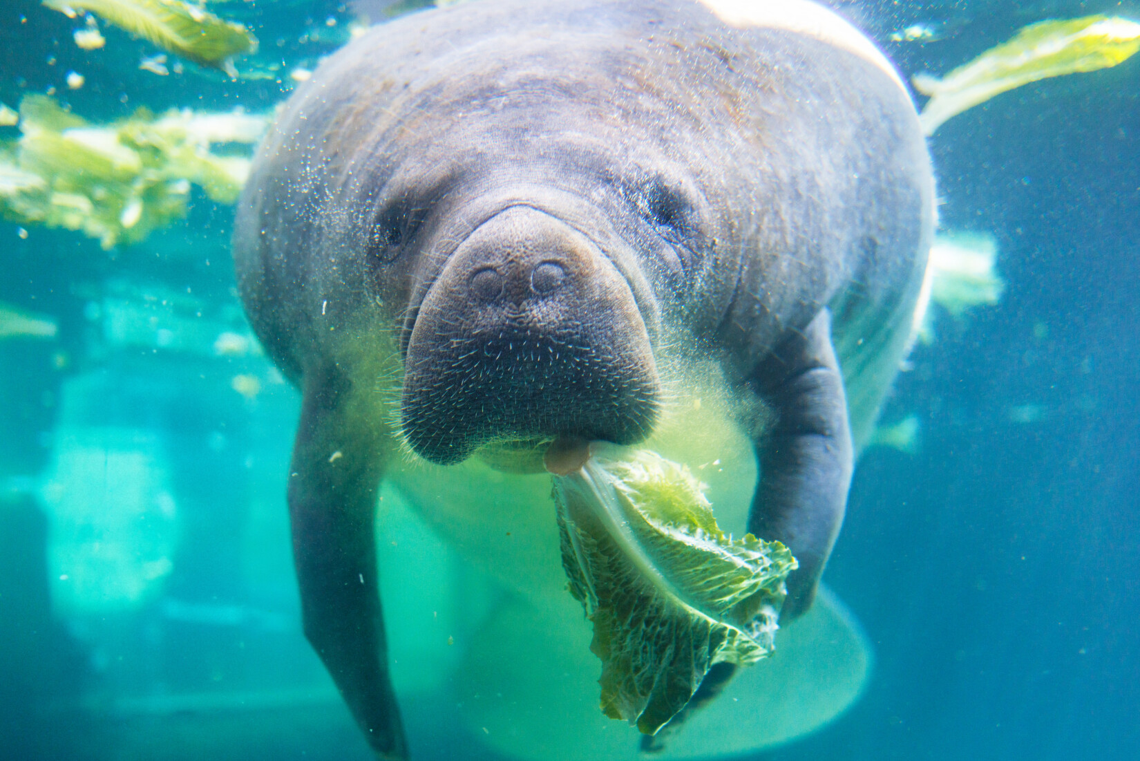 Florida manatees won’t be listed as endangered species | Jacksonville Today