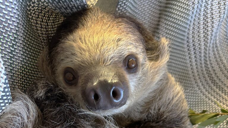 Sloths get a new home at Jacksonville Zoo and Gardens | Jacksonville Today